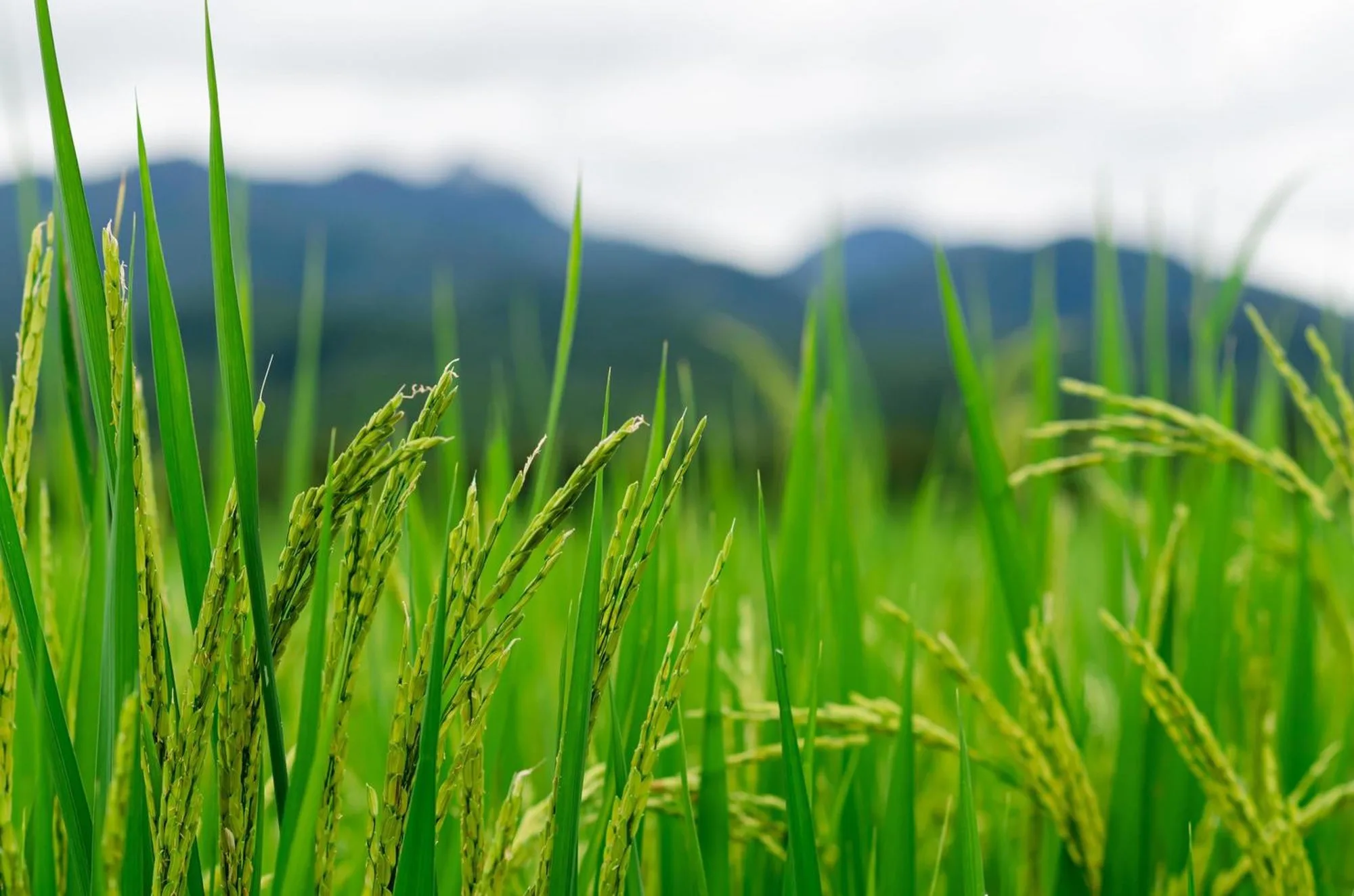 Rice - rice1a.com